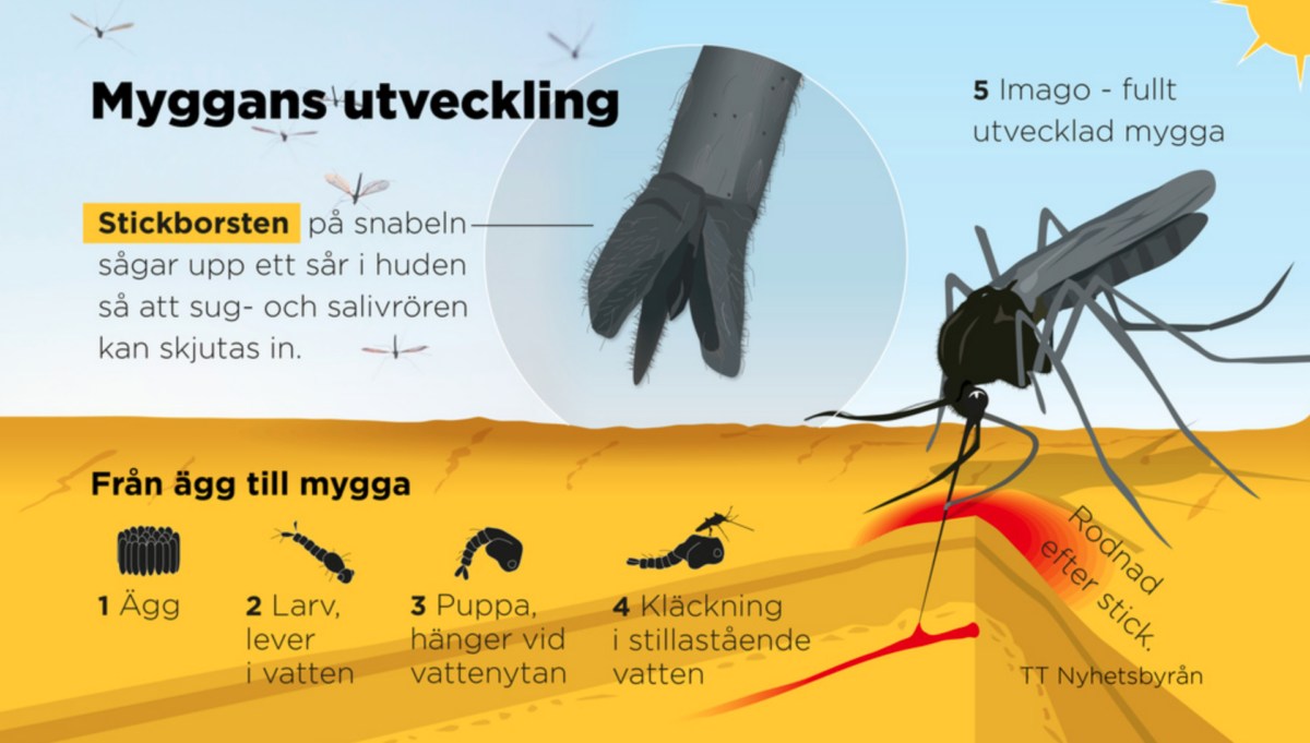 Forskare: Mygg kan bli vanligare i städer