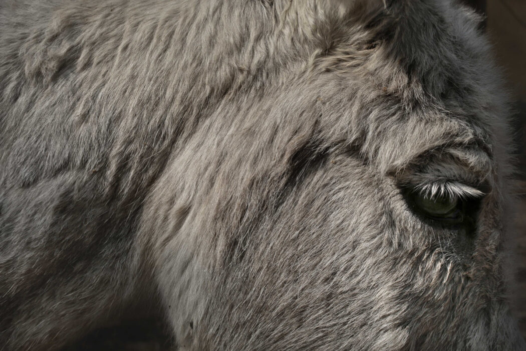 Global kris för världens åsnor