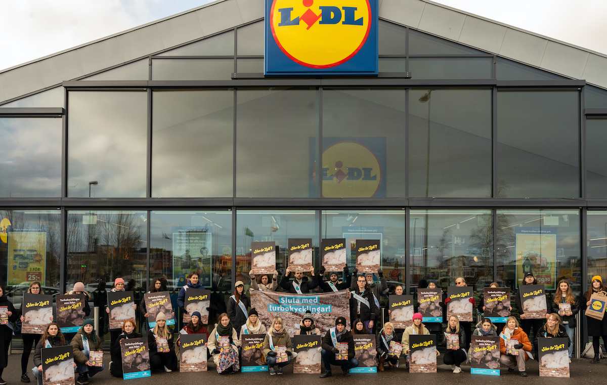 Djurens Rätt kräver att Lidl slutar sälja turbokycklingar - Syre